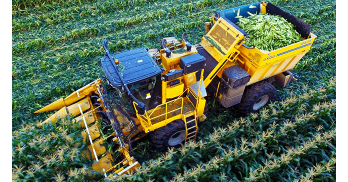Feeding belt for sweet corn combine