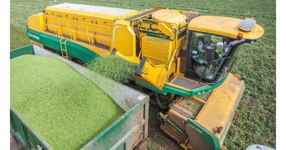 Pea harvester belts.